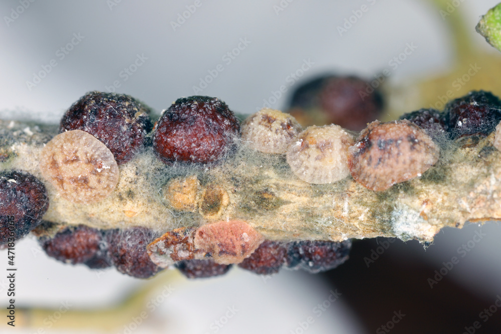 The black scale, Saissetia oleae (Hemiptera: Coccidae) on the olive ...