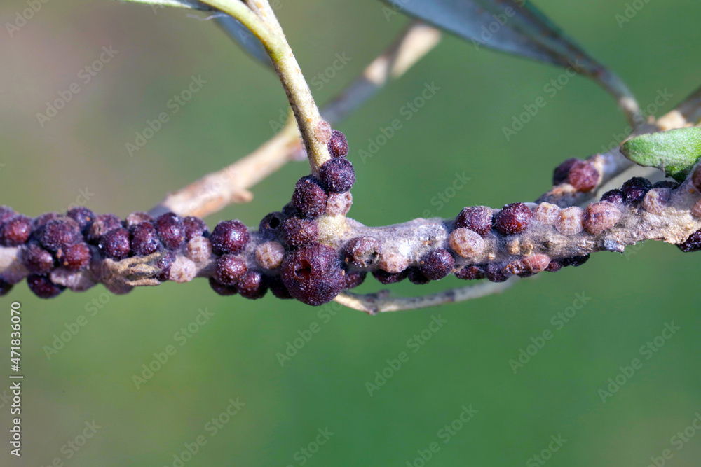 The black scale, Saissetia oleae (Hemiptera: Coccidae) on the olive ...