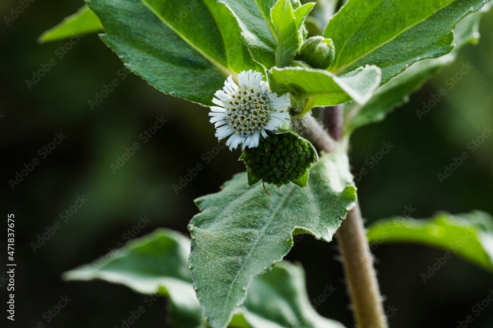 Eclipta prostrata commonly known as false daisy, yerba de tago, Gunta ...