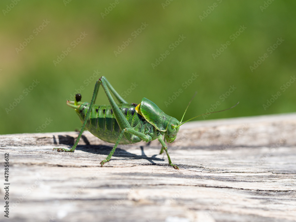 Polysarcus denticauda male insect, detail of large green grasshopper ...