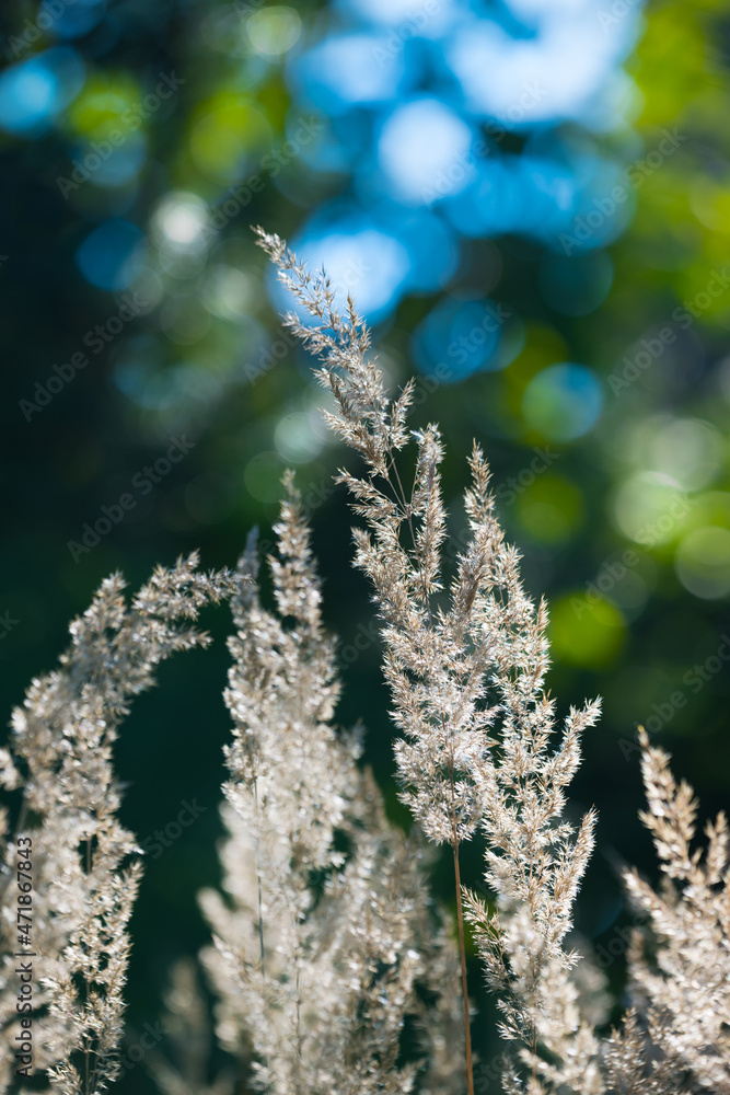 Closeup of reed grass spikelets on blurry nature background with bokeh ...