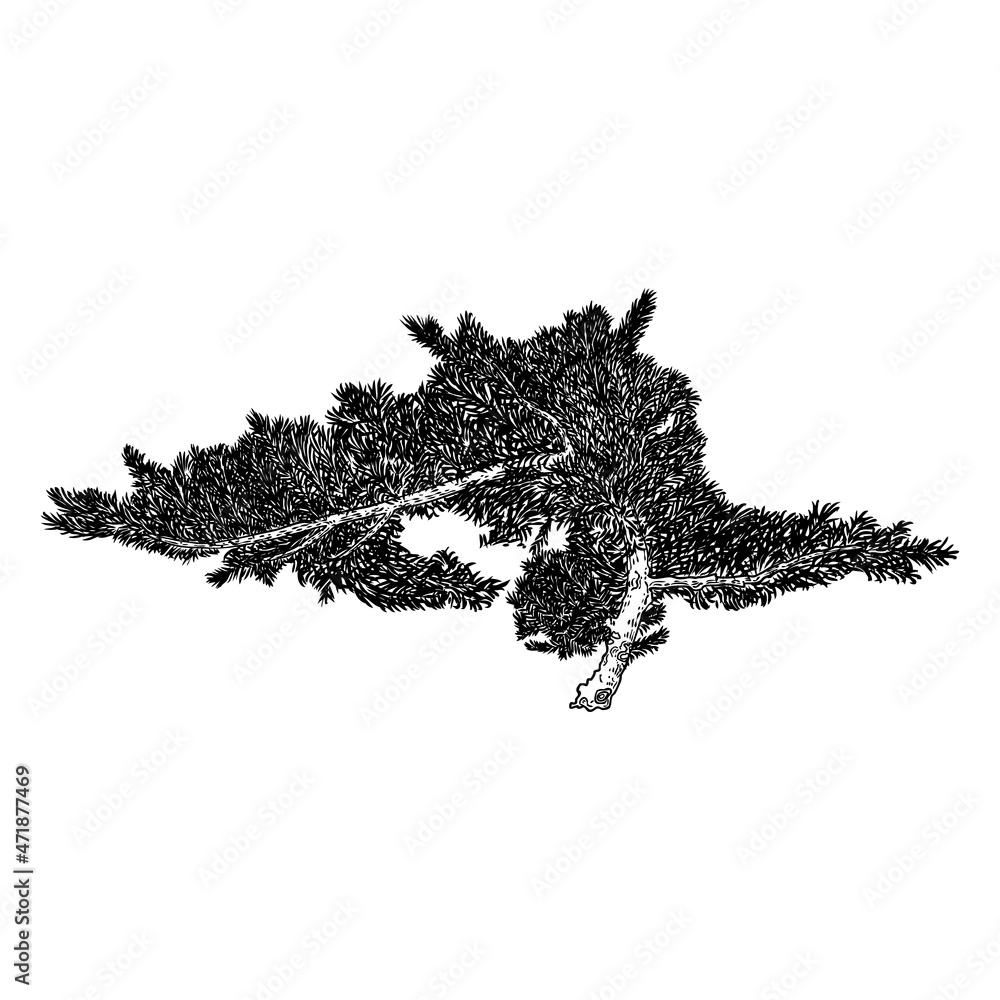 Realistic tree isolated on white background. Detailed hand drawing of ...