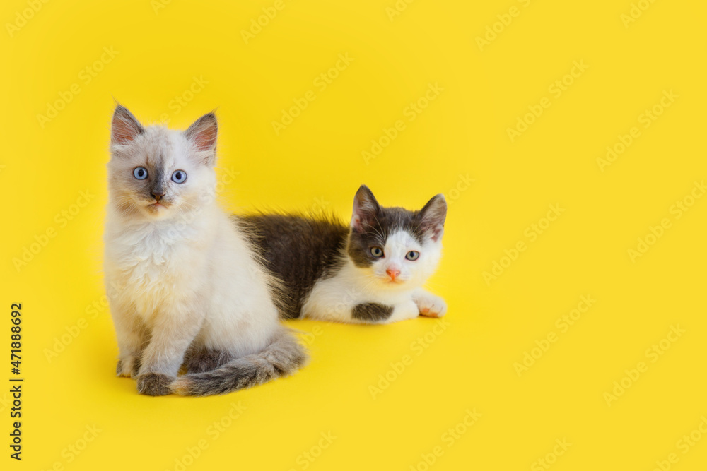 Group of two 2 kittens Sit together isolated on yellow background With ...