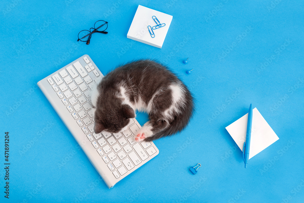 Cute little kitten in sleep on keyboard on working desk place with ...