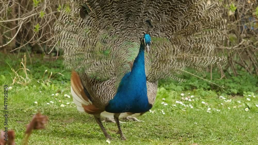Male peacock with a beautiful colourful tail attracts the attention of ...