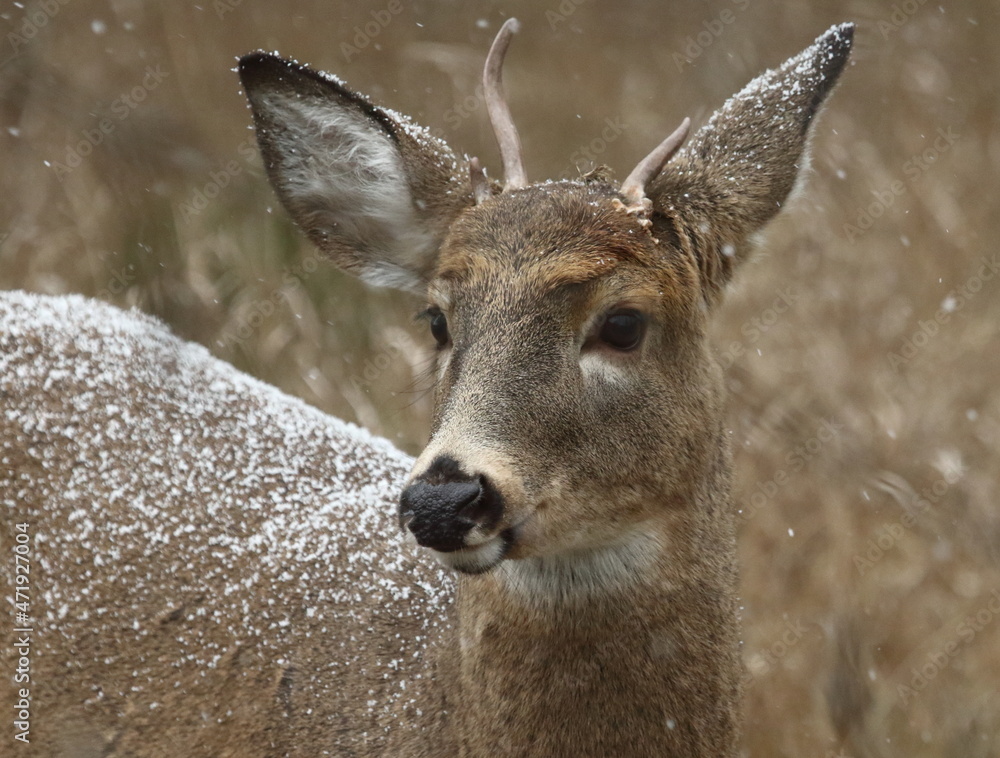 Cerf de Virginie en situation hivernale et automnale dans un parc ...