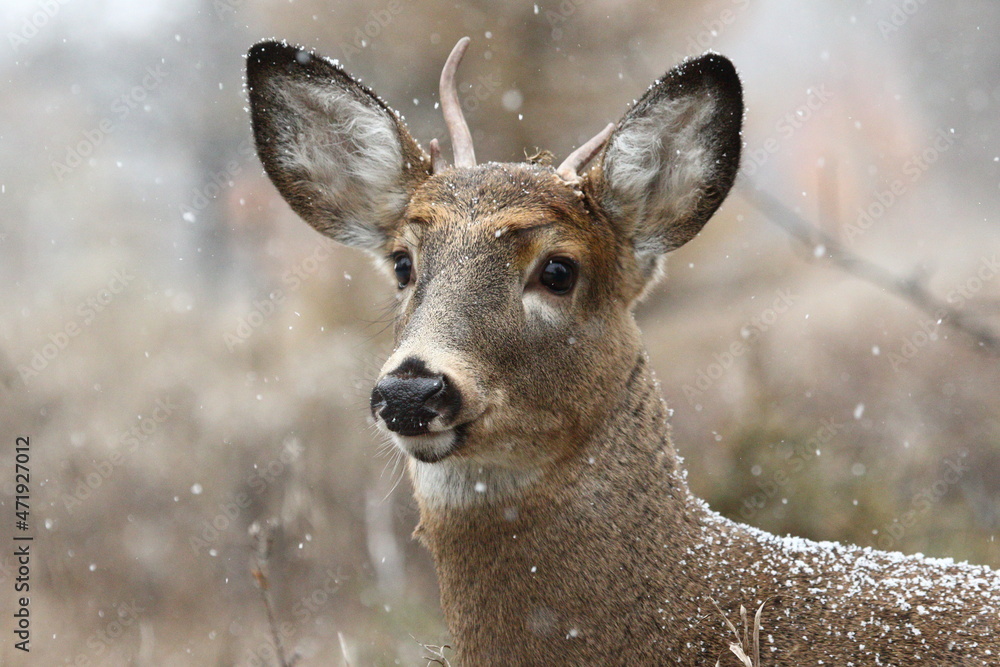 Cerf de Virginie en situation hivernale et automnale dans un parc ...