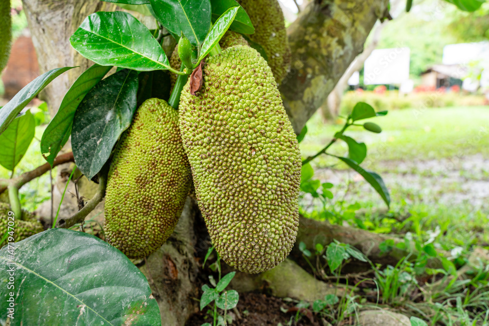Jackfruit or Pohon Nangka is the name of a kind of tree, as well as ...