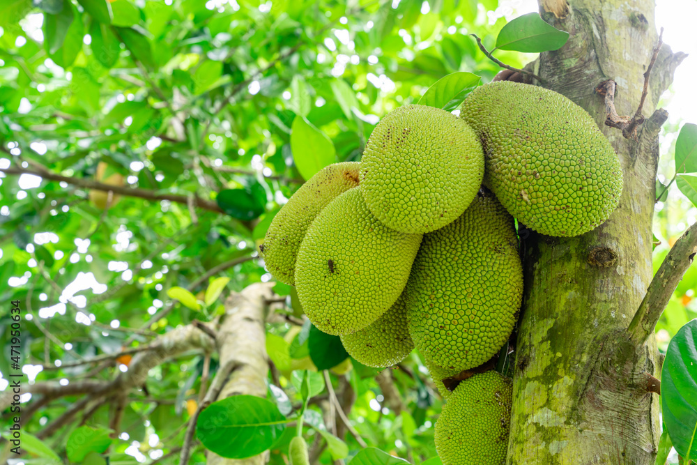 Jackfruit or Pohon Nangka is the name of a kind of tree, as well as ...