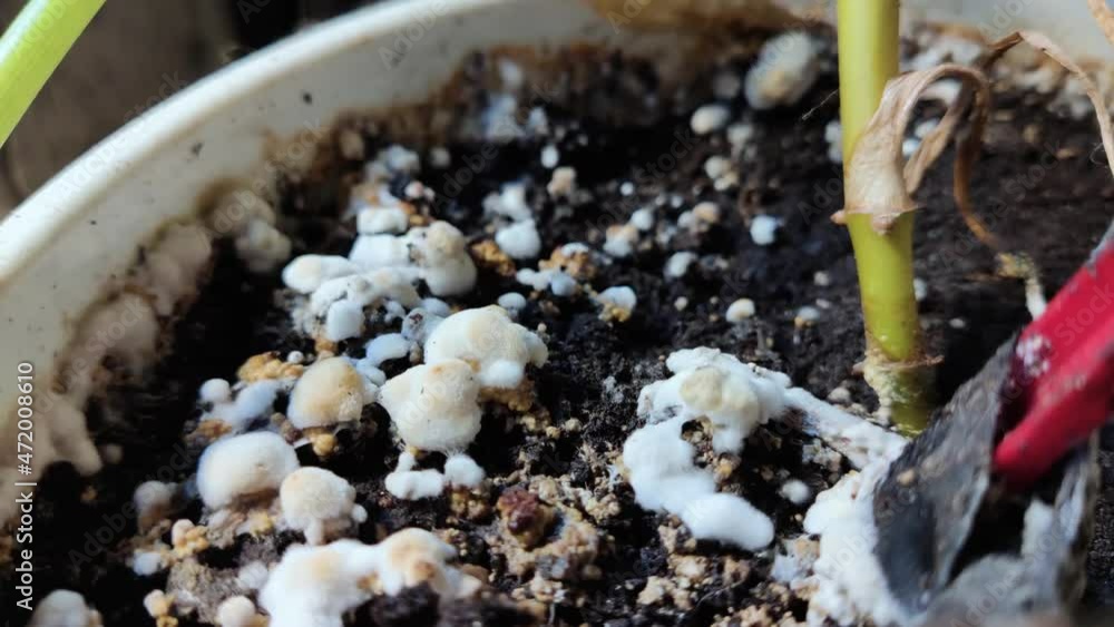 Video „Pot with a flower covered with mold. High humidity in the soil ...