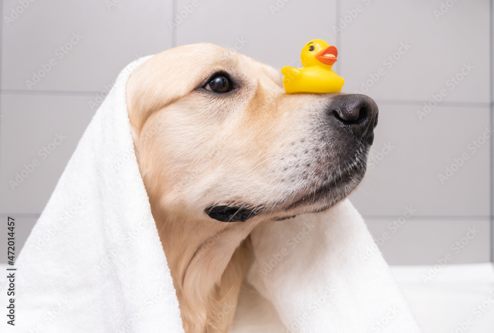 The dog is sitting in a bubble bath with a yellow duckling and soap ...