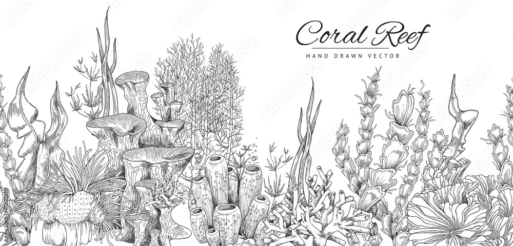 Coral Reef Sketch