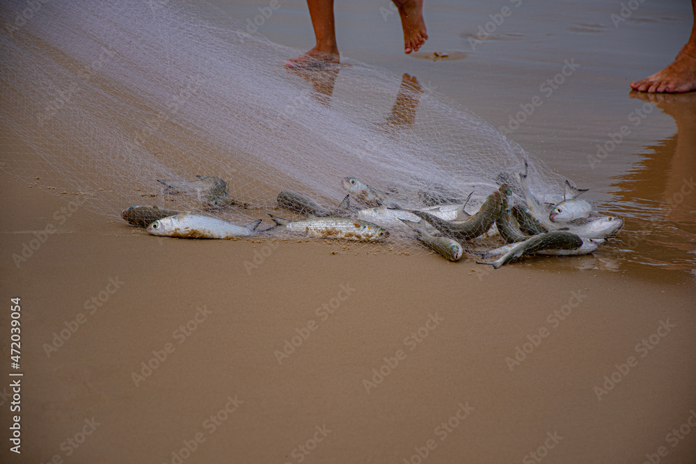 Foto de peixes pescados com rede na praia do Stock | Adobe Stock