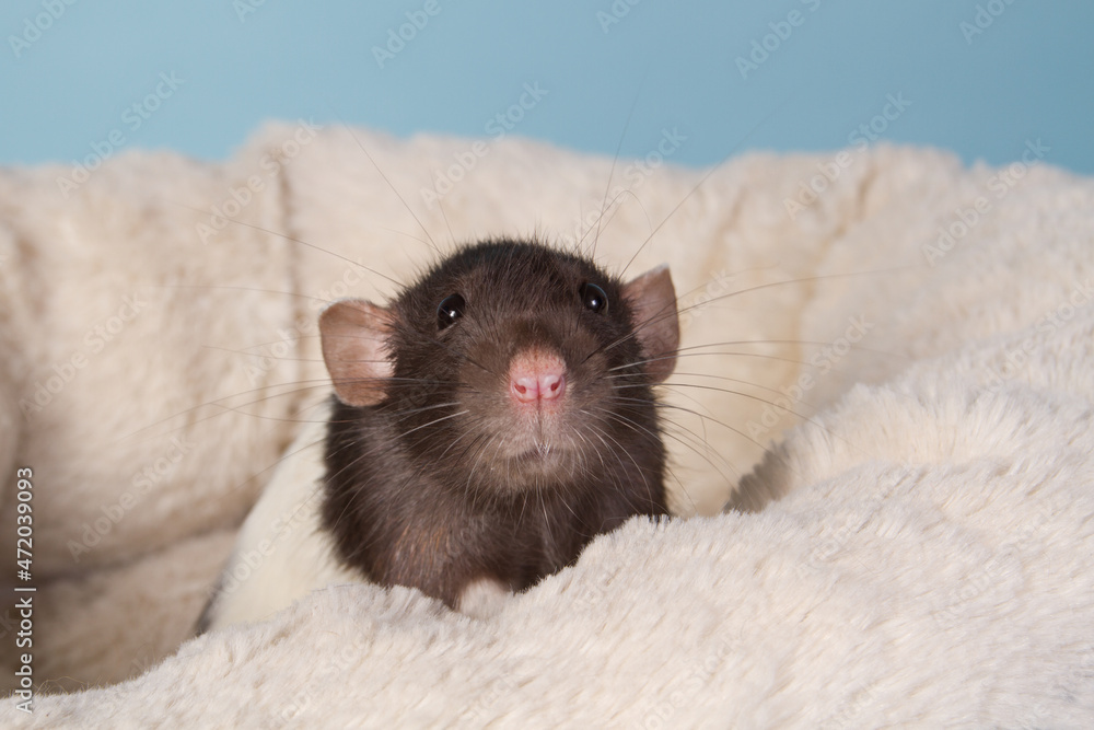 Dumbo rat with japanese coloring in a fluffy basket Stock Photo | Adobe ...