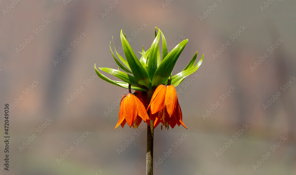Turkish mountains in the skirts of the opposite lilies. Inverted lilies ...