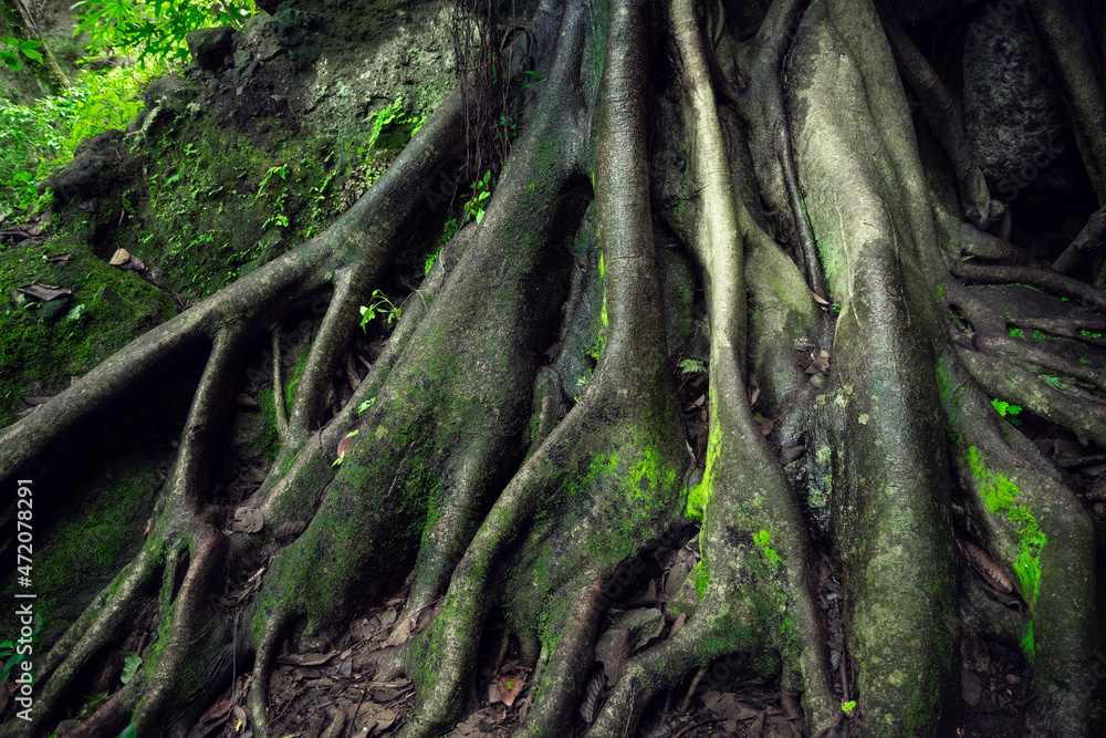 Giant tree roots in tropical forest. Tree roots in green forest ...
