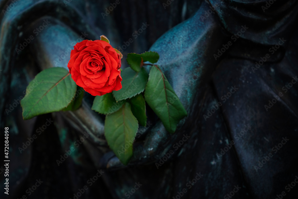 Rose in human hands as a symbol of fragile love and tenderness ...