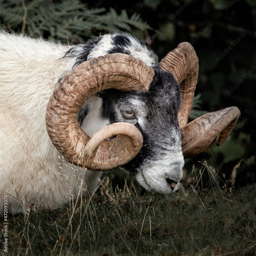 Scottish blackfaced sheep are one of the hardiest sheep breeds in the ...