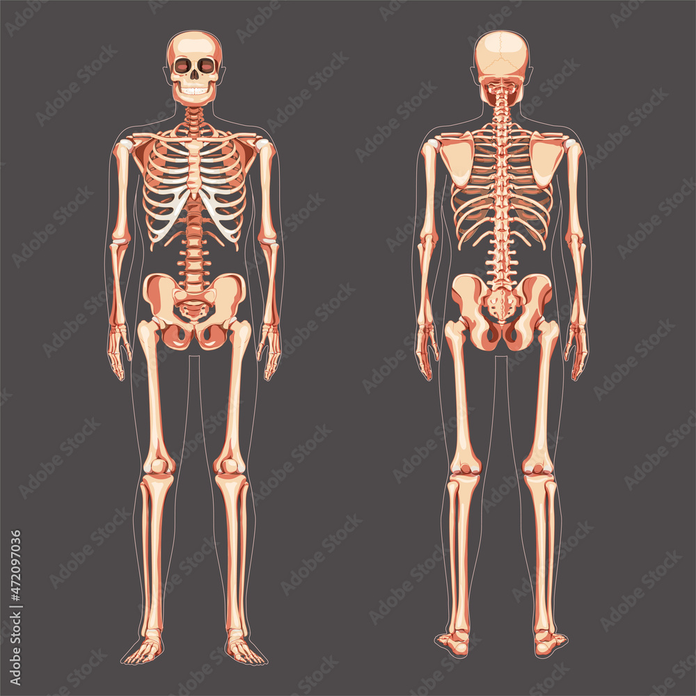 Skeleton Human diagram front back view. Set of flat natural colour ...