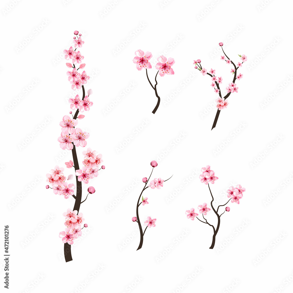 Sakura Flower Vector Art