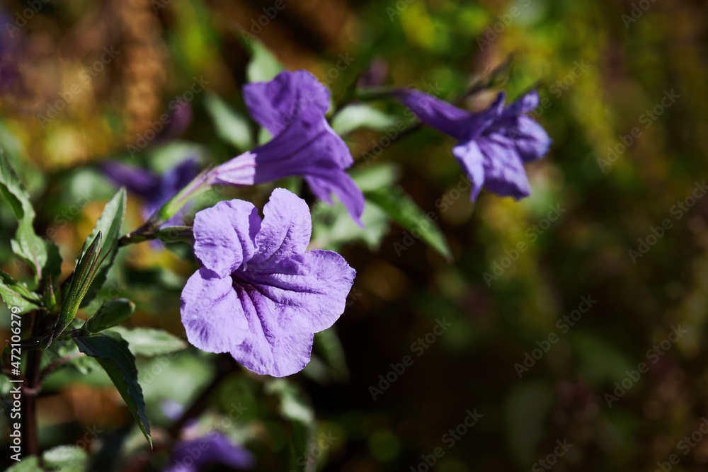 Ruellia simplex. Ruellia tuberosa, also known as minnieroot, fever root ...