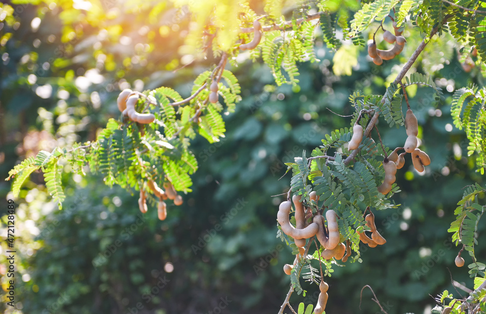 Tamarind tree, ripe tamarind fruit on tree with leaves in summer ...