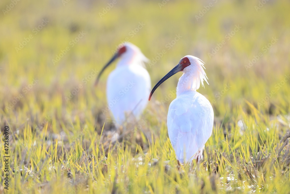 Japanese crested ibis (Nipponia nippon) at Sado island, Japan Stock ...