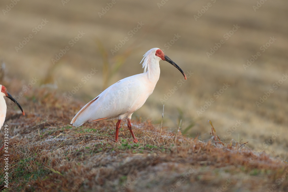 Japanese crested ibis (Nipponia nippon) at Sado island, Japan Stock ...