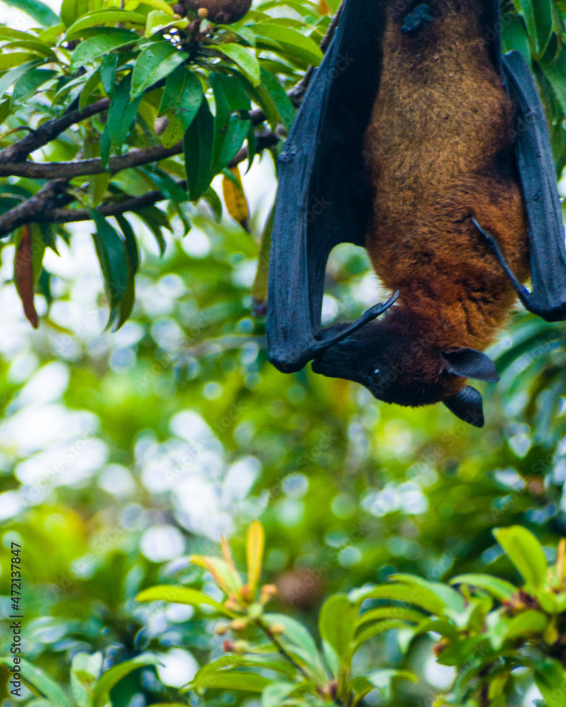 A picture of an Indian bat ( Myotis sodalis)hanging upside down in a ...