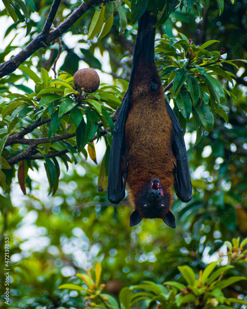 A picture of an Indian bat ( Myotis sodalis)hanging upside down in a ...