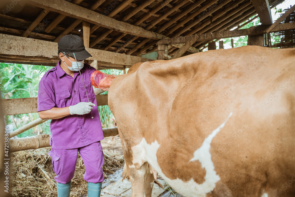 Farmer doing the procedure of artificial insemination of cow in the ...