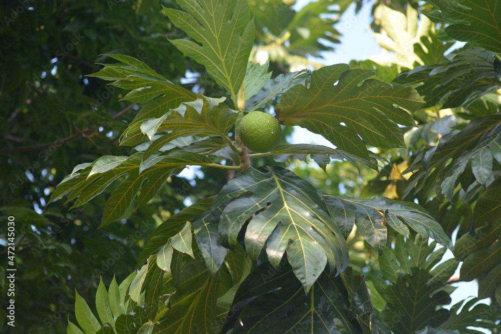 Artocarpus altilis, Breadfruit is a species of flowering tree in the ...