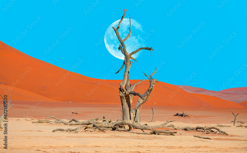 Namib Desert Trees