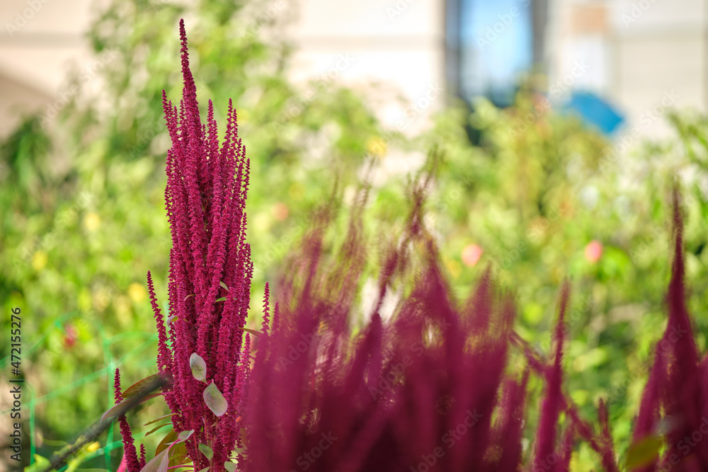 Indian red amaranth plant growing in summer garden. Leaf vegetable ...