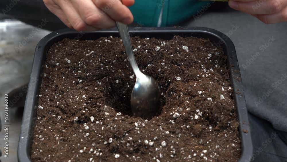 plant a seedling after the seed has sprouted - create a hole in the ...