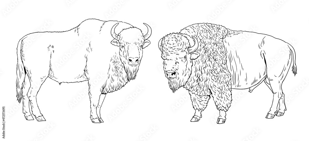 European and american bison drawing. Digital template for coloring with ...