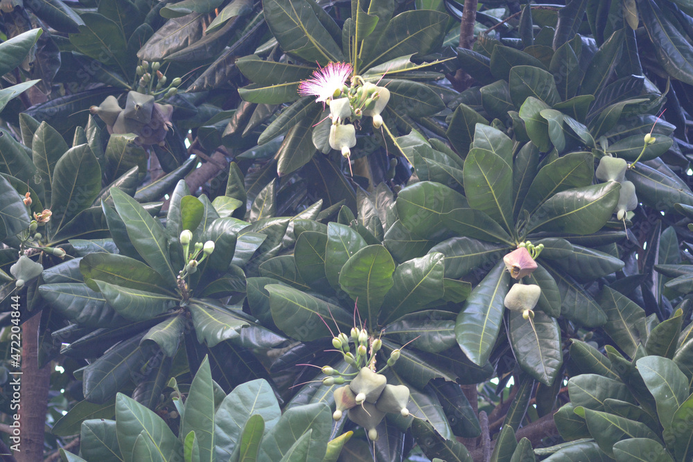 Barringtonia asiatica, fish poison tree, putat or sea poison tree is a ...