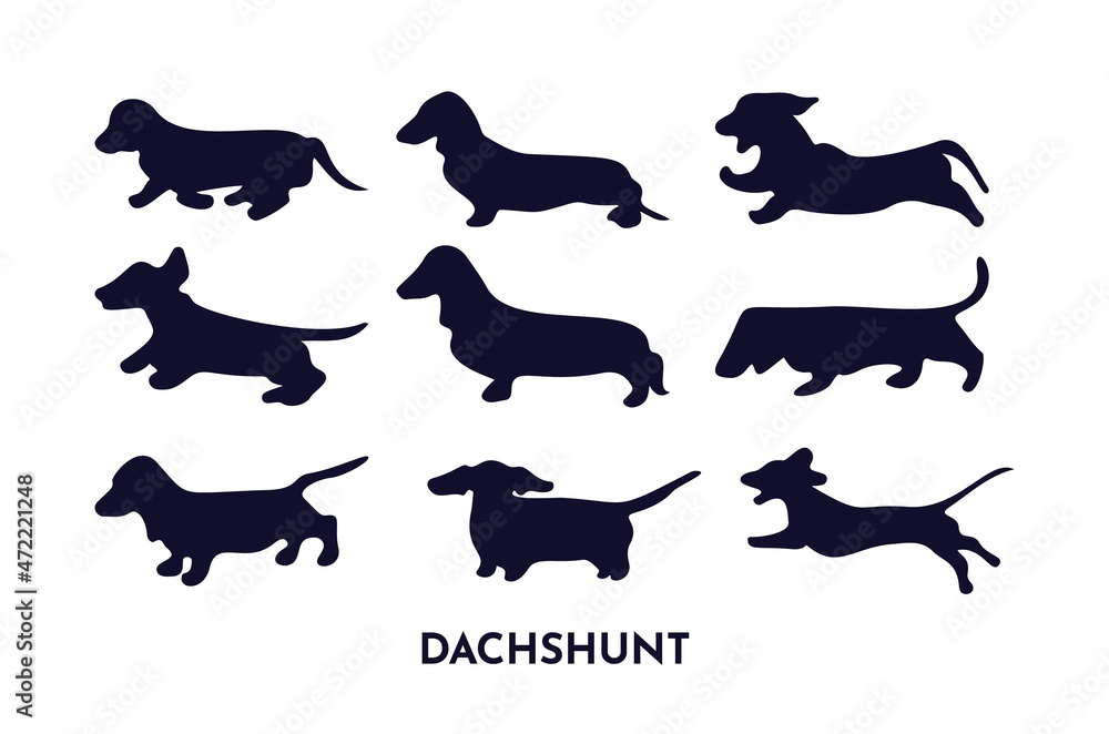 Vetor de Set of dachshund silhouettes in different poses running ...