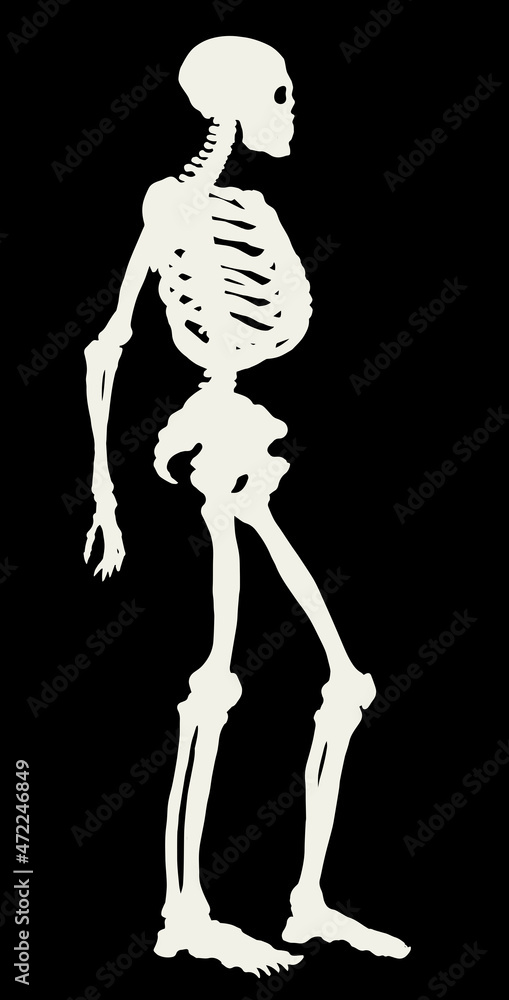 Human skeleton. Vector schematic drawing Stock Vector | Adobe Stock