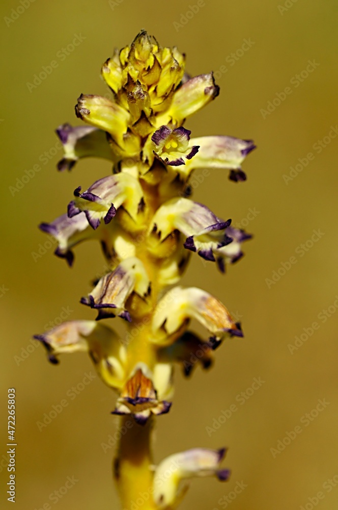 Orobanche - parasitic plant, of the orobancaceae family. Stock Photo ...