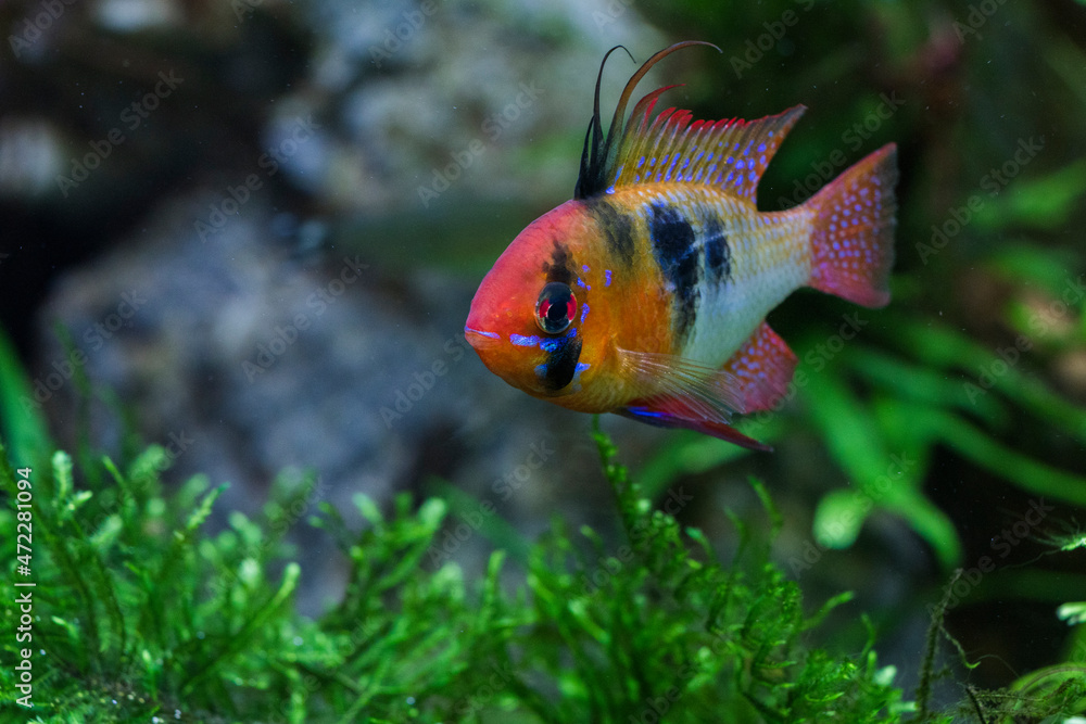 blue ram, Mikrogeophagus ramirezi or German blue ram, Asian ram ...