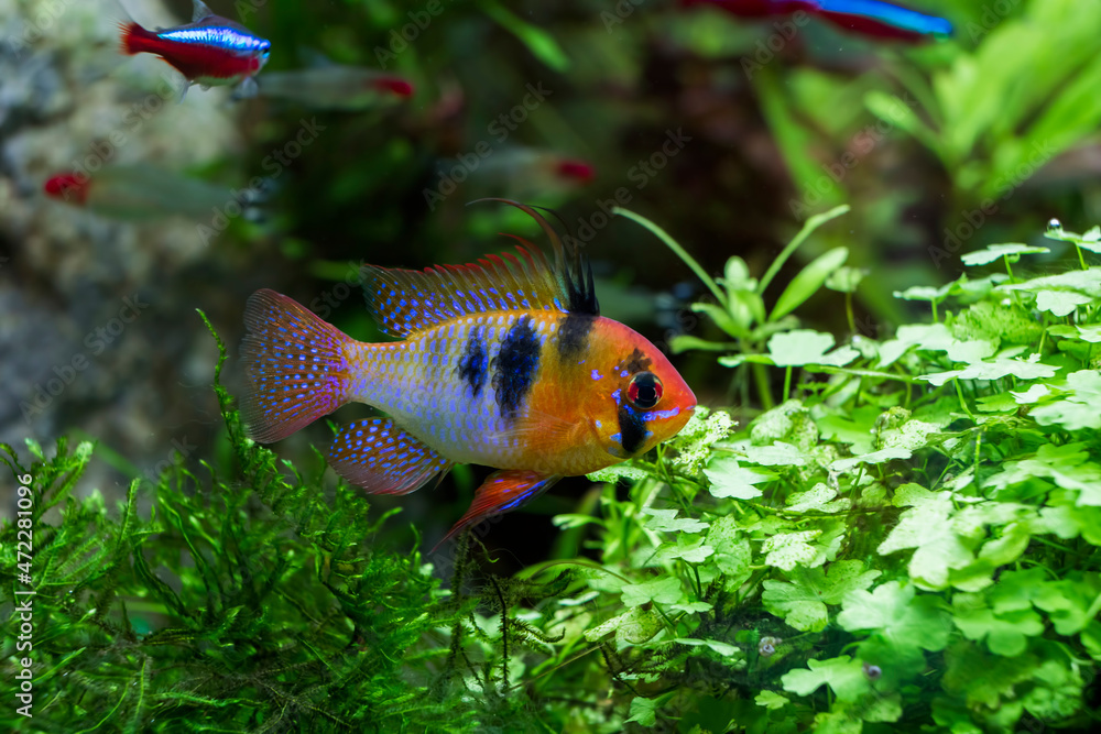 Ramirez Dwarf Cichlid
