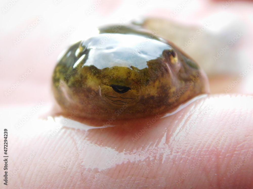 tadpole Pelobates fuscus is a species of toad in the family Pelobatidae ...
