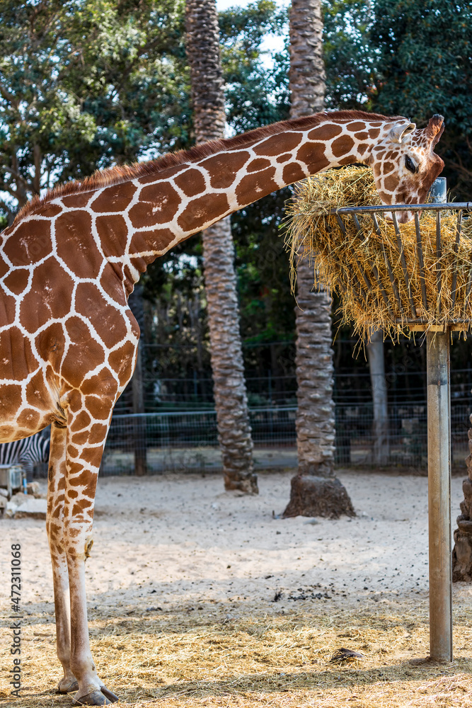 Hungry giraffe eating hay from a hay basket hanging in the air, animal ...