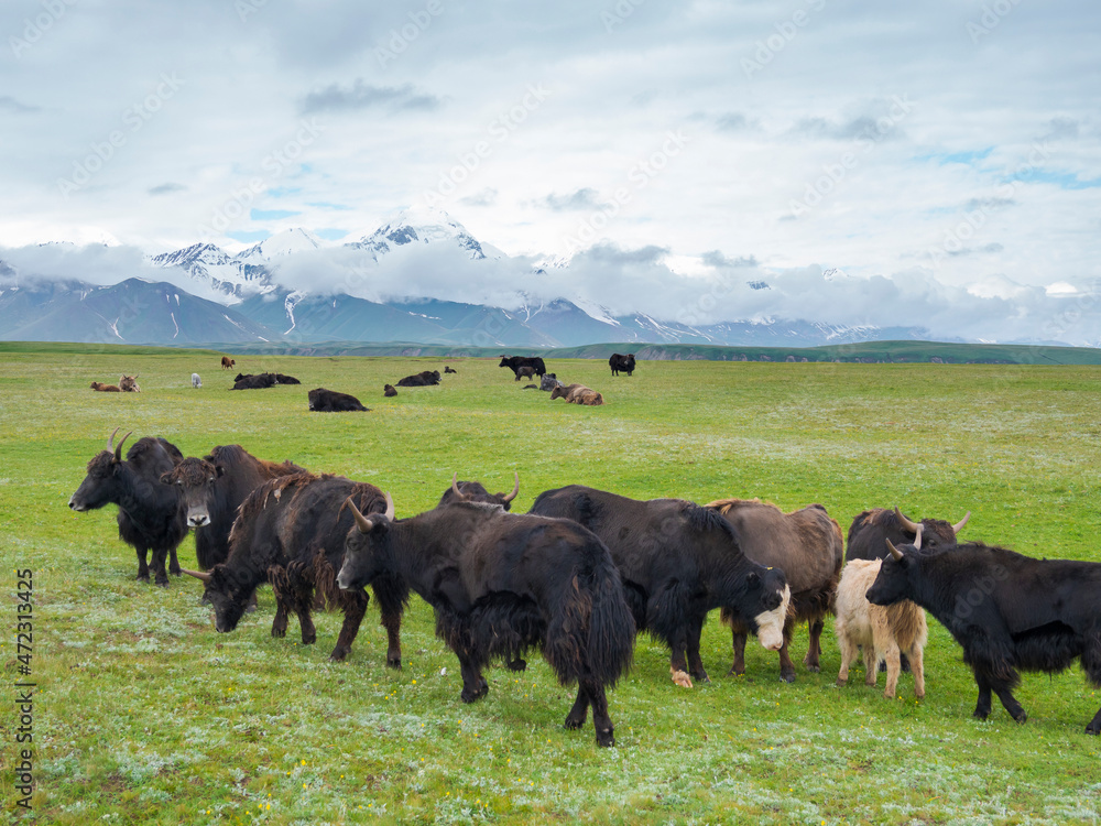 Domestic Yak on their summer pasture. Alaj Valley in front of the Trans ...