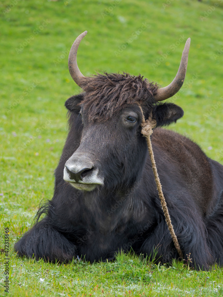 Domestic Yak on their summer pasture. Alaj Valley in the Pamir ...