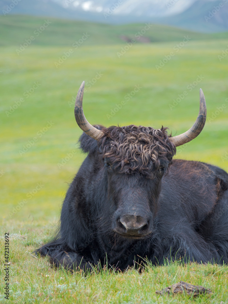 Domestic Yak on their summer pasture. Alaj Valley in the Pamir ...