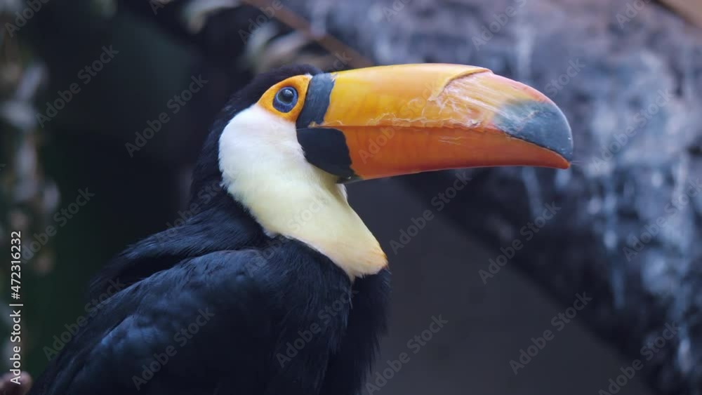 Ramphastos toco. Common or giant toucan sitting, turning head, looking ...