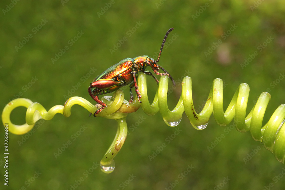 A frog leg beetle (Sagra sp) is sunbathing before starting his daily ...