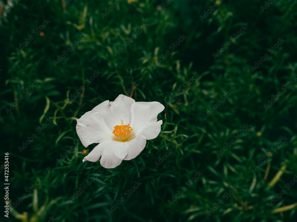 beautiful white Portulaca grandifloras. called as Moss rose , Indian ...